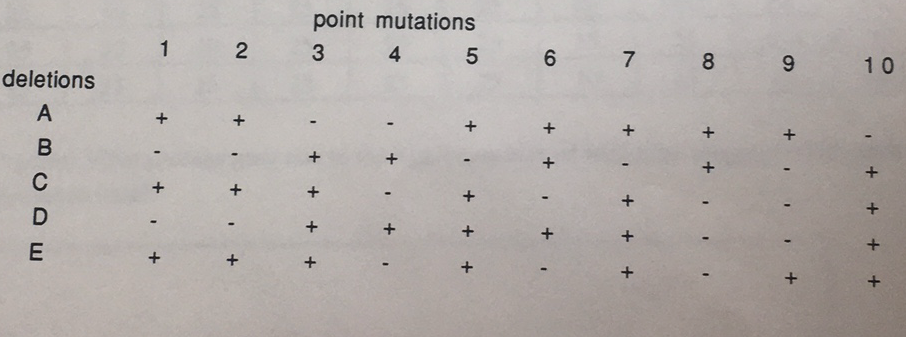 Solved A balancer chromosome often used in Drosophila | Chegg.com