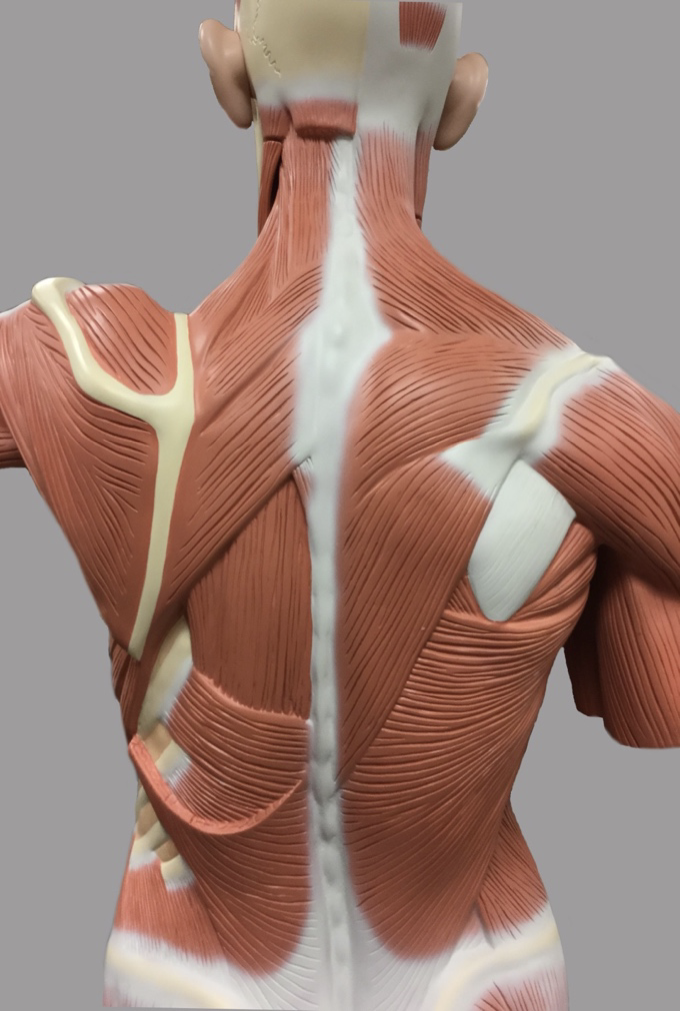 3. Color and label the muscles on the list. Color | Chegg.com