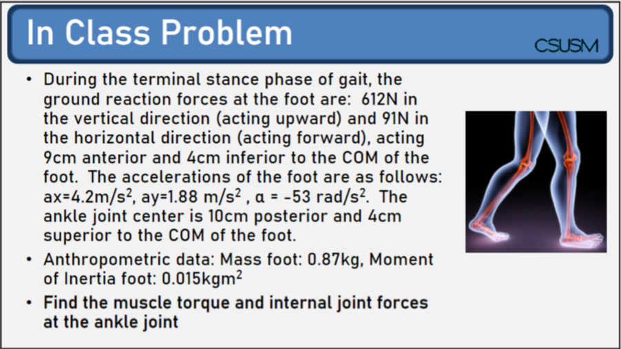Solved - During the terminal stance phase of gait, the | Chegg.com