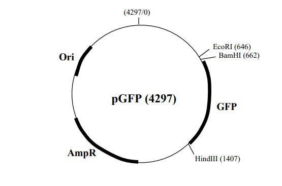 6. Use the map of pGFP to calculate the actual | Chegg.com