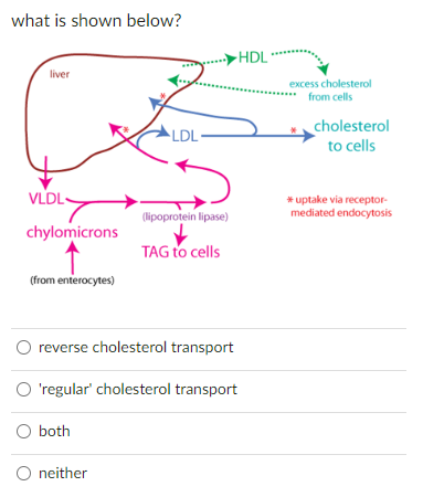 Solved what is shown below? reverse cholesterol transport | Chegg.com