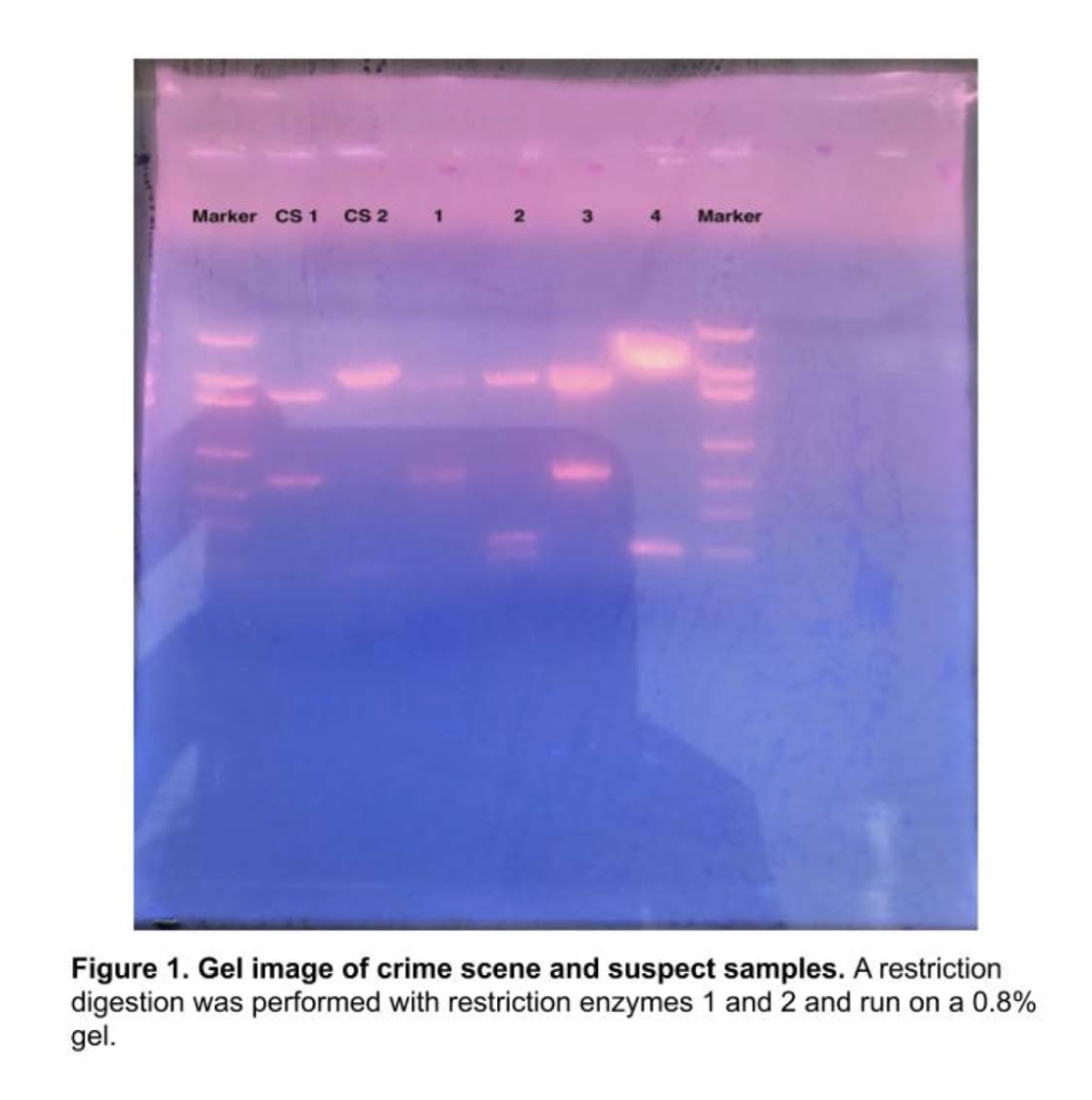 Solved Which suspects’ DNA matches that found at the crime | Chegg.com