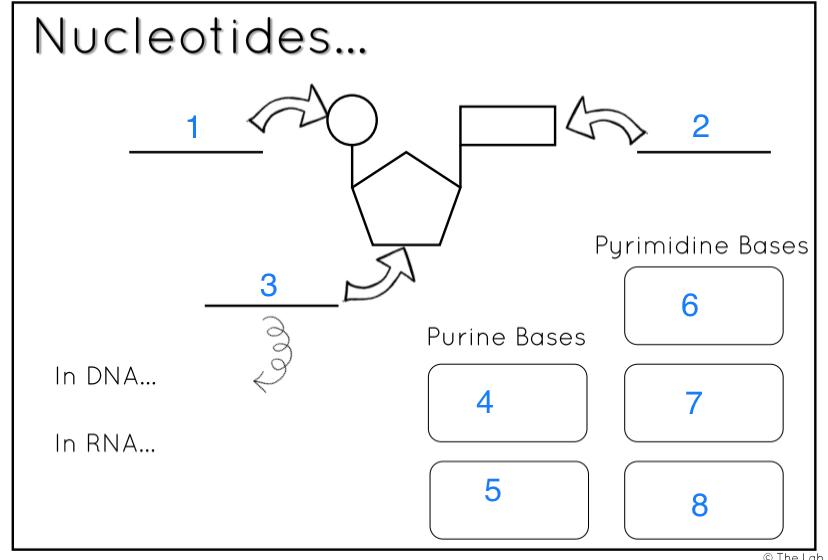 Solved Nucleotides... | Chegg.com