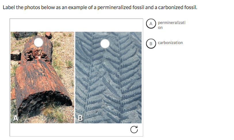 Solved Label the photos below as an example of a | Chegg.com