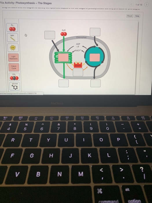Solved Flix Activity: Photosynthesis-The Stages 1 of 15 | Chegg.com