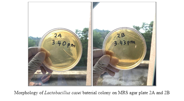 Solved LAB 2: Inoculum Preparation of | Chegg.com