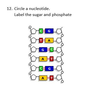 Solved 12. Circle a nucleotide. Label the sugar and | Chegg.com