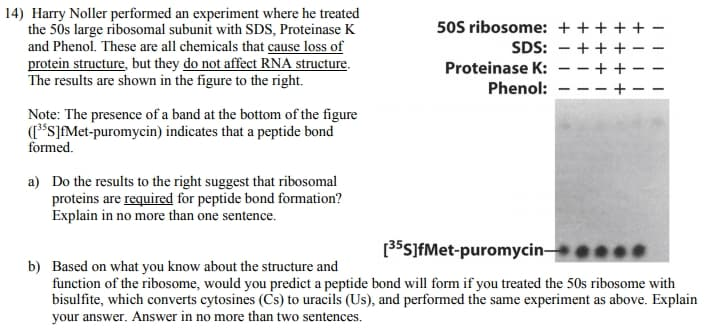 Solved 14) Harry Noller performed an experiment where he | Chegg.com