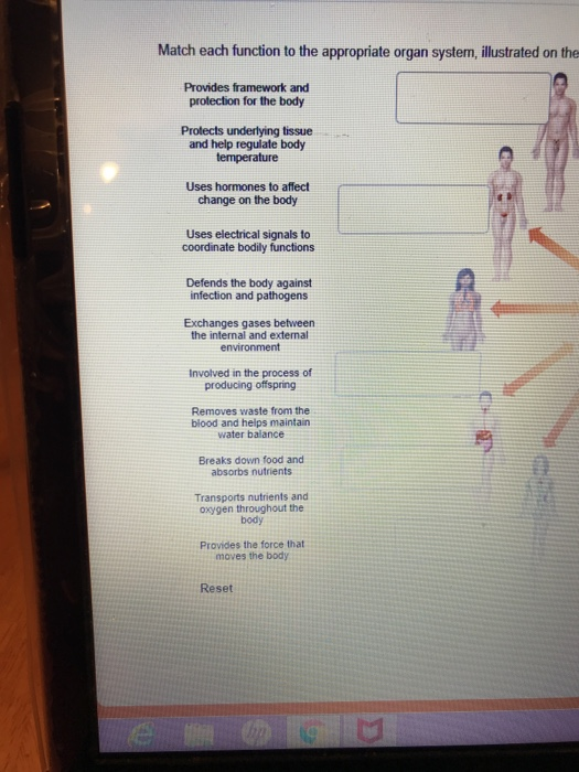 Solved he appropriate organ system, illustrated on the right | Chegg.com