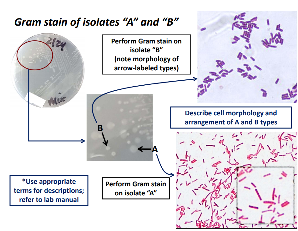 Solved Gram stain/Cellular Morphology Descriptions You | Chegg.com