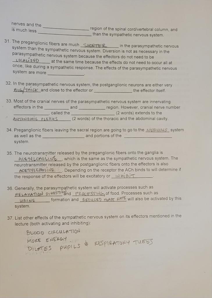 Solved The effects of the parasympathetic nervous system are | Chegg.com