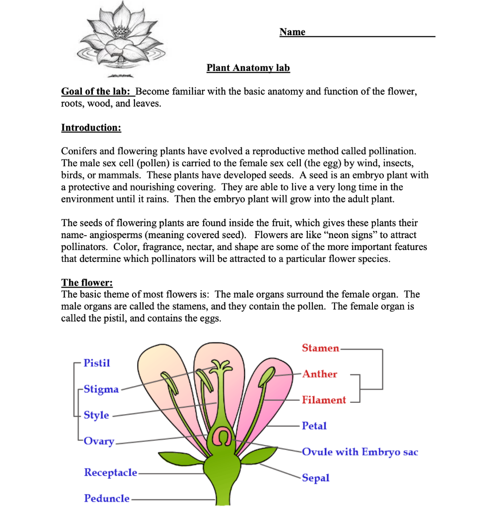 Solved Plant Anatomy lab Goal of the lab: Become familiar | Chegg.com