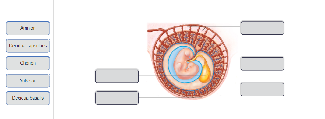 Solved Amnion BE Decidua capsularis III Chorion Yolk sac | Chegg.com