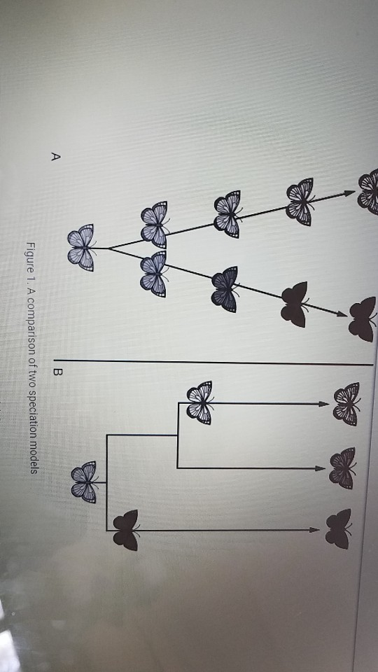 Solved Figure 1. A comparison of two speciation models