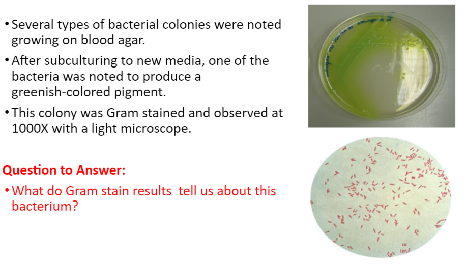Solved • Several types of bacterial colonies were noted | Chegg.com