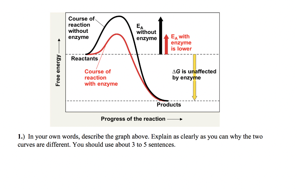 Solved Course of reaction without enzyme EA without enzyme | Chegg.com