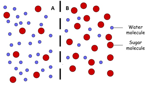 Solved Figure 1: Sugar solutions of different concentration | Chegg.com