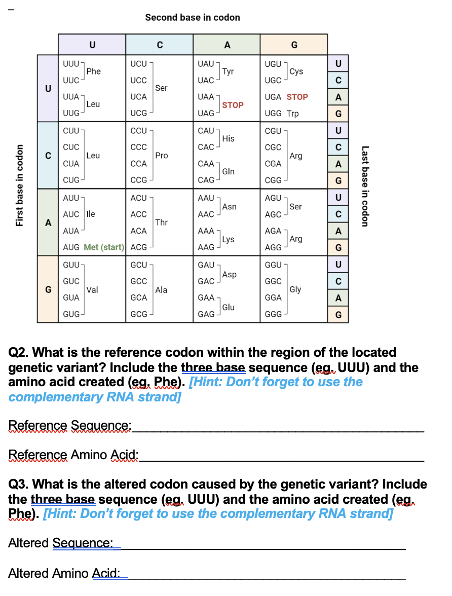 Solved Second base in codon כ с A G UUU UCU UAU UGU Phe Tyr | Chegg.com