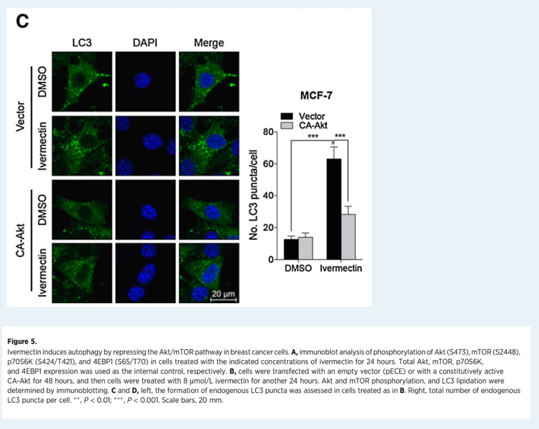 Solved What are the independent variables, dependent | Chegg.com