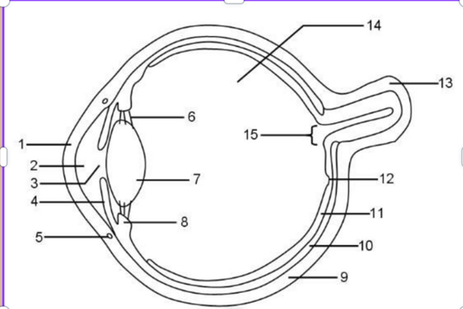 Solved Label the following diagram: | Chegg.com