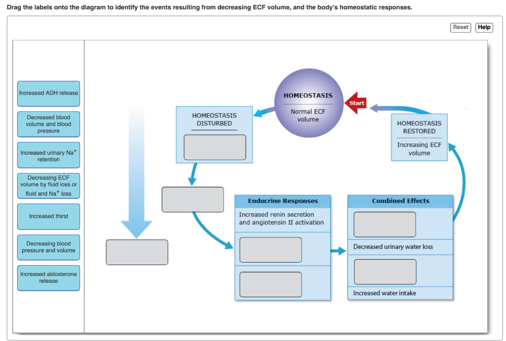 Solved Label the events resulting from decreasing ECF | Chegg.com