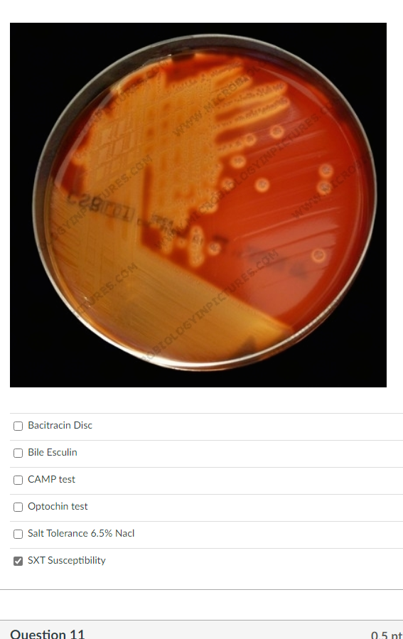 Solved Bacitracin Disc Bile Esculin CAMP test Optochin test | Chegg.com