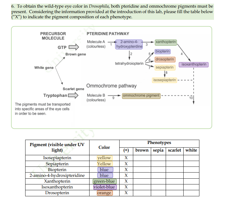 Solved 6. To obtain the wild-type eye color in Drosophila, | Chegg.com