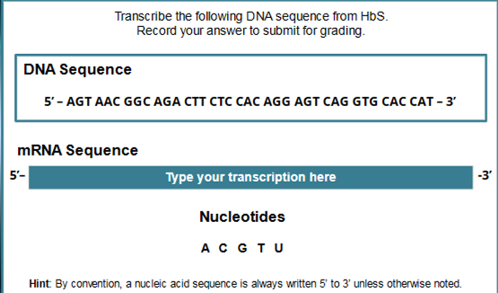 Solved Transcribe the following DNA sequence from HbS.Record | Chegg.com