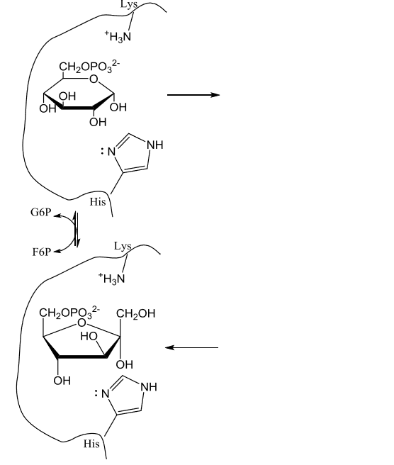 Solved Phosphoglucoisomerase catalyzes the conversion of | Chegg.com