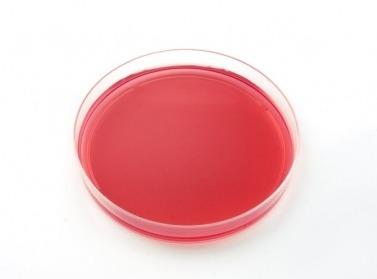 Solved You perform several tests on an unidentified | Chegg.com