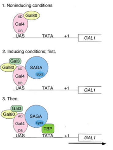 Solved Recall how the GAL4 regulator functions in yeast to | Chegg.com