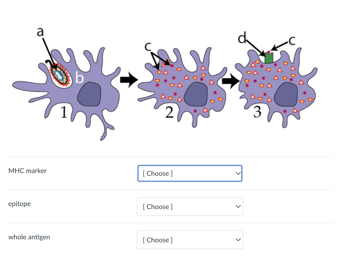 Solved MHC marker epitope whole antigen | Chegg.com