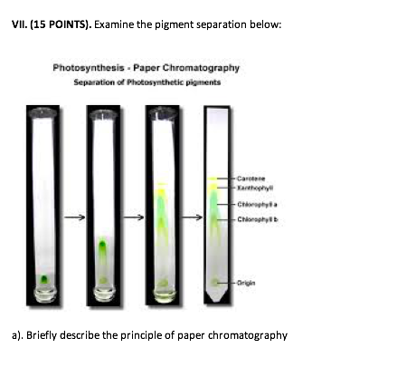 Photosynthetic Pigments Chromatography