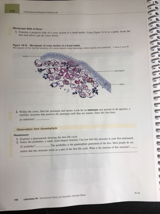 Solved Contemporary Biological Problems Lab Microscope Slide | Chegg.com