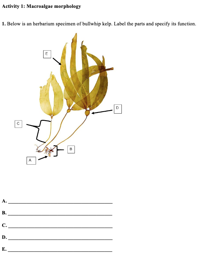 Solved Marine Biology-Comparing Marine Primary Producers | Chegg.com