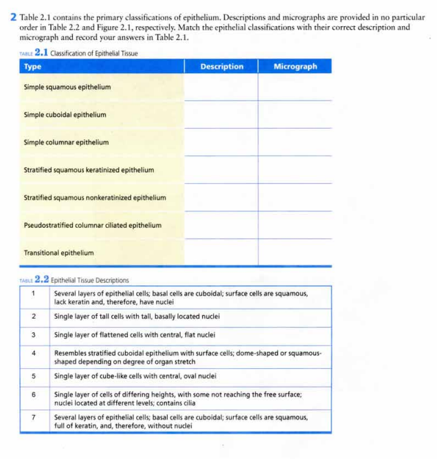 Solved 4 Fill in the blanks using your model and/or cadaver | Chegg.com