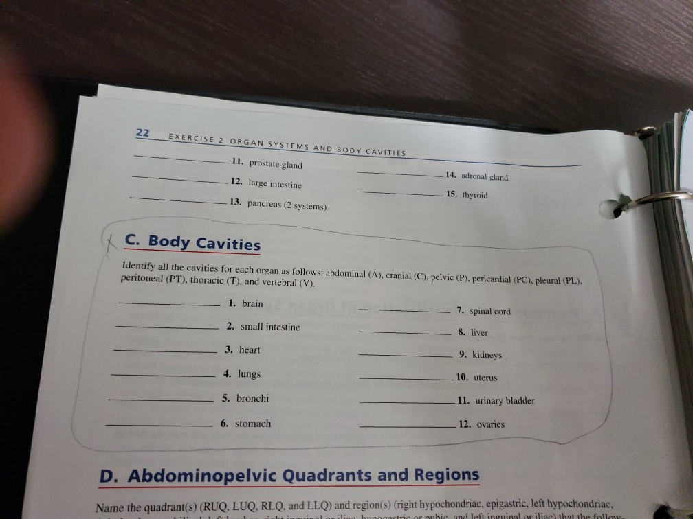 Solved 22 EXERCISE 2 ORGAN SYSTEMS AND BODY CAVITIES 11. | Chegg.com