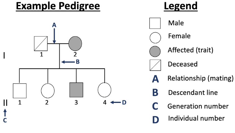 Solved Alleles and their associated traits can be tracked | Chegg.com