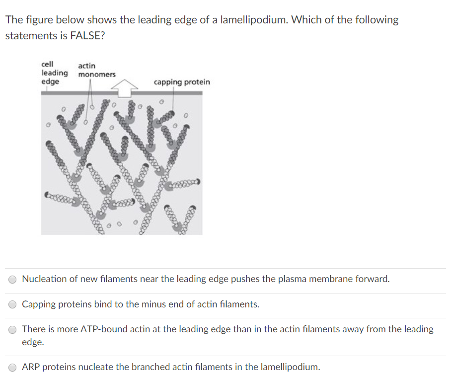 Solved Actin can adopt a variety of shapes. What is the type | Chegg.com