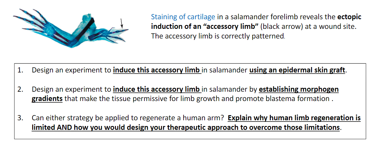 Staining of cartilage in a salamander forelimb | Chegg.com