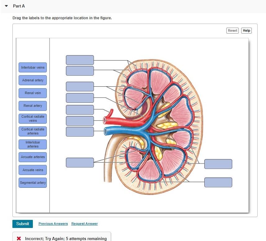 Solved Part A Drag the labels to the appropriate location in | Chegg.com