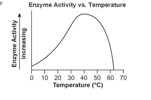 Solved 1. Identify optimum temperature for this enzyme to | Chegg.com