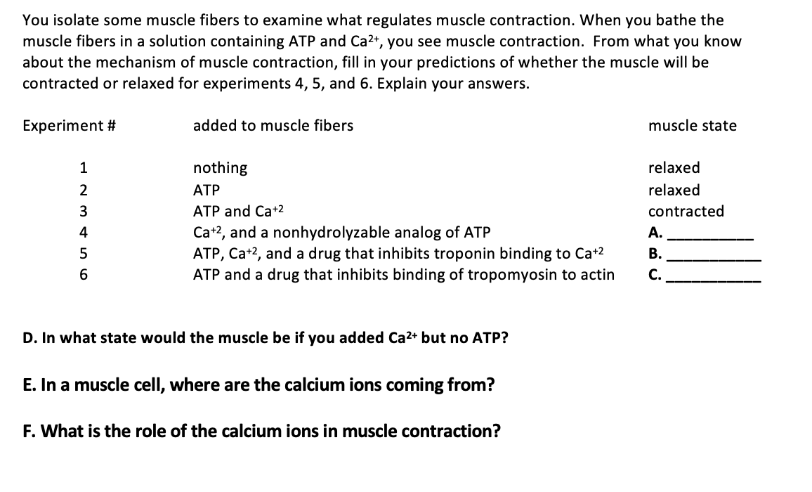 Solved You isolate some muscle fibers to examine what | Chegg.com