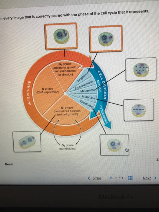 Solved Click on every image that is correctly paired with | Chegg.com