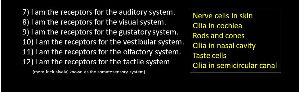 Solved 7) I am the receptors for the auditory system. 8) I | Chegg.com