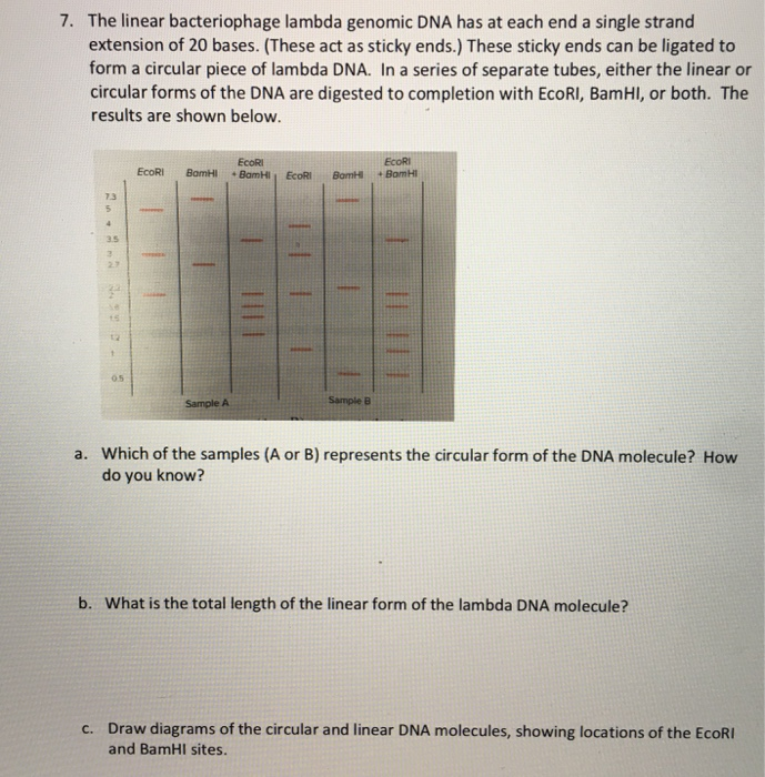 Solved 7. The linear bacteriophage lambda genomic DNA has at | Chegg.com