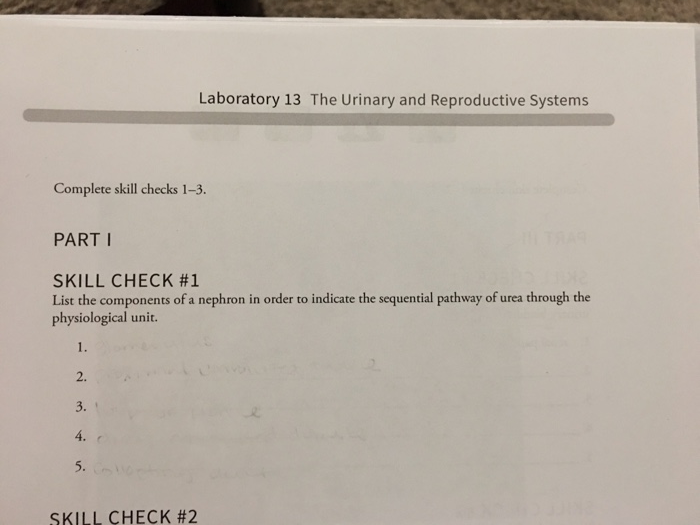 Solved list the components of a nephron in order to indicate | Chegg.com