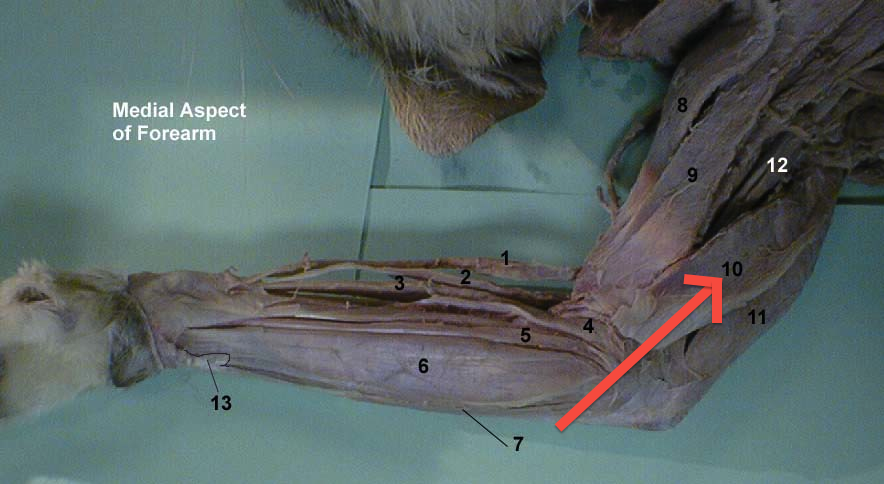Flexor Digitorum Profundus Cat