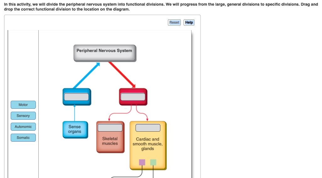 Solved In this activity, we will divide the peripheral | Chegg.com