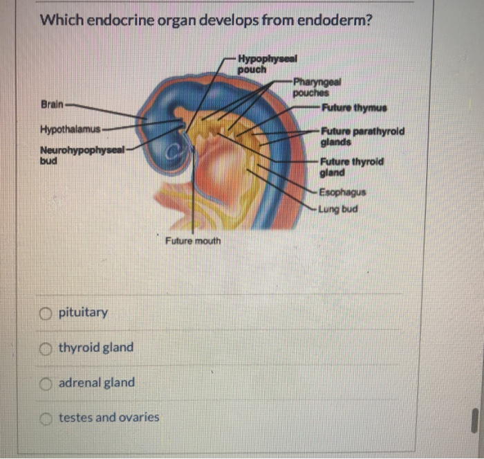 Solved Which endocrine organ develops from endoderm? | Chegg.com